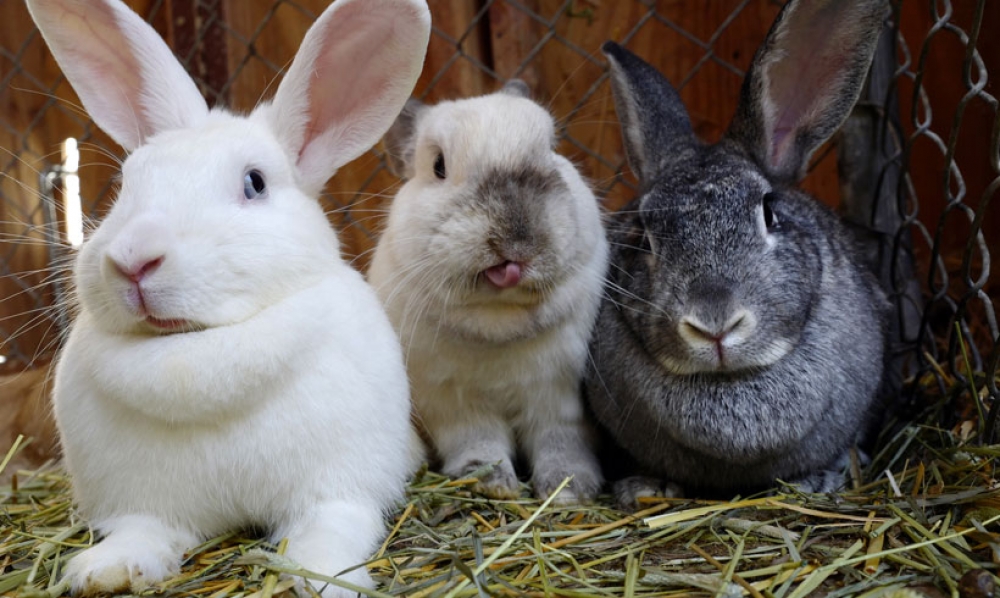 Capacitación en Cunicultura | ISE Cursos - Educación a Distancia