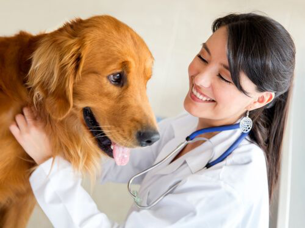 Técnico Auxiliar en Clínicas Veterinarias + IA | ISE Cursos - Educación ...
